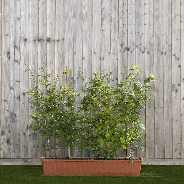 Mixed Native Instant Hedge in Trough (Mix 1)
